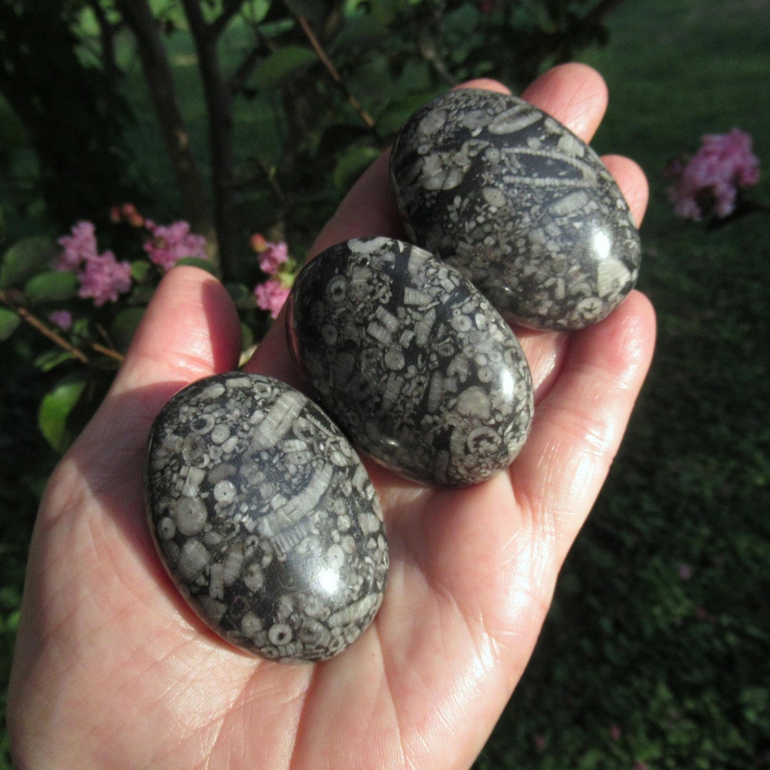 Crinoid Fossil, Choose One Palm Stone, Natural Crinoid Fossils in ...