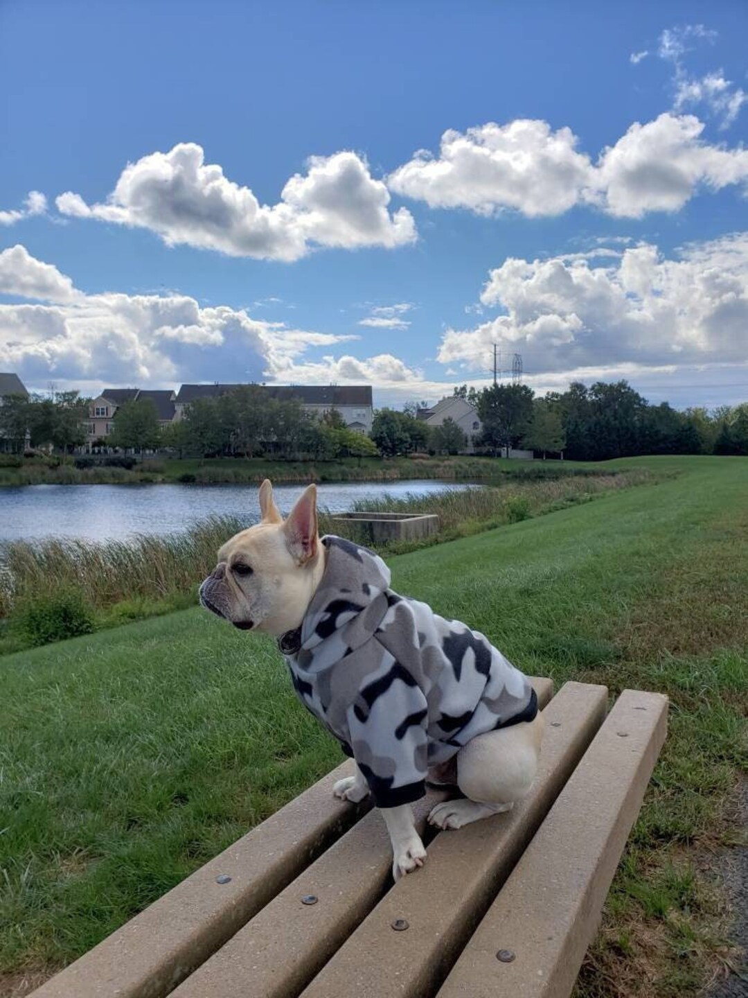 French Bulldog, French Bulldog Clothes, French Bulldog Hoodie, French ...