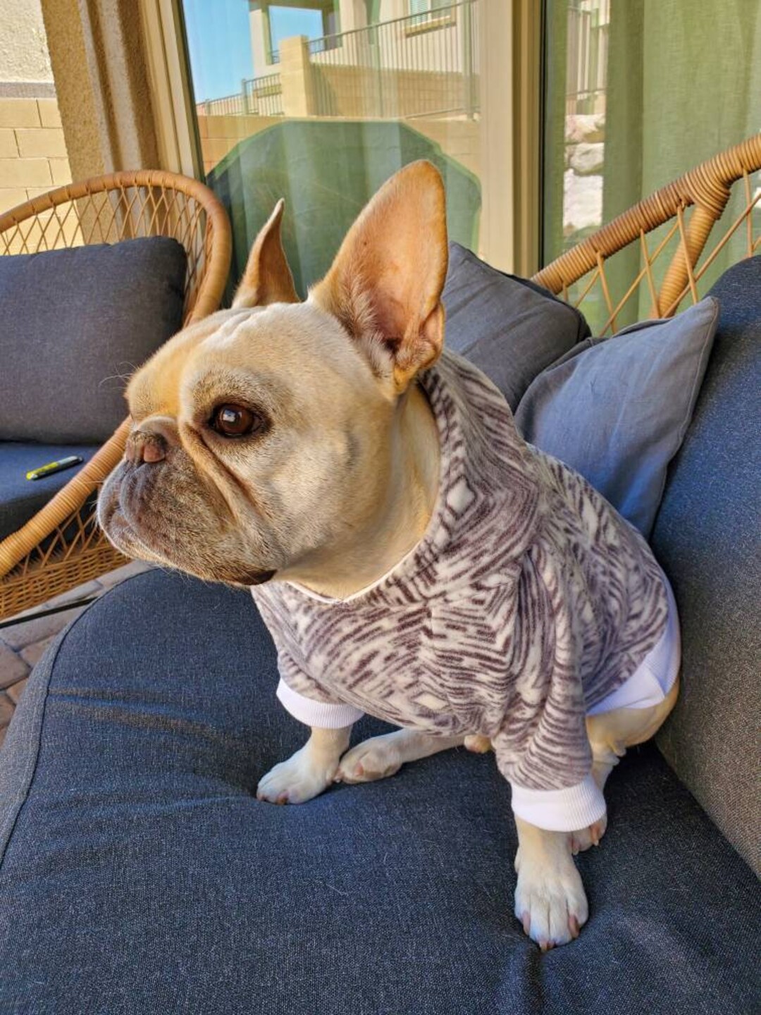 French Bulldog, French Bulldog Clothes, French Bulldog Hoodie, French ...