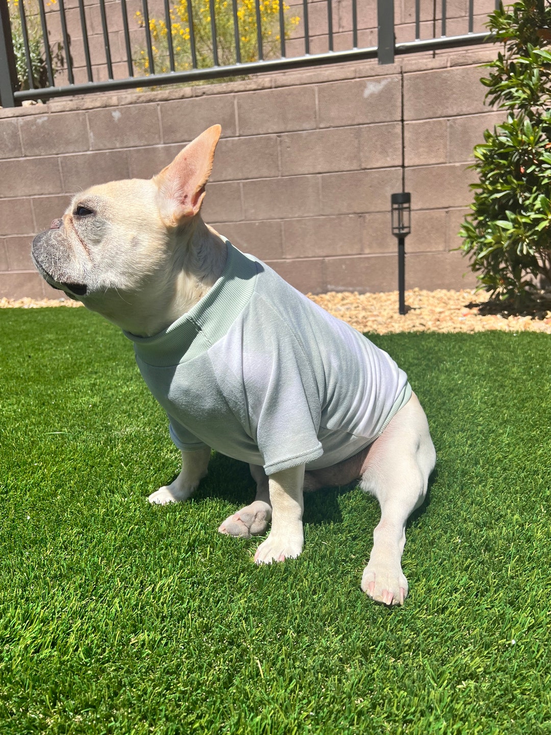 French Bulldog, French Bulldog Clothes, French Bulldog Shirt, French ...