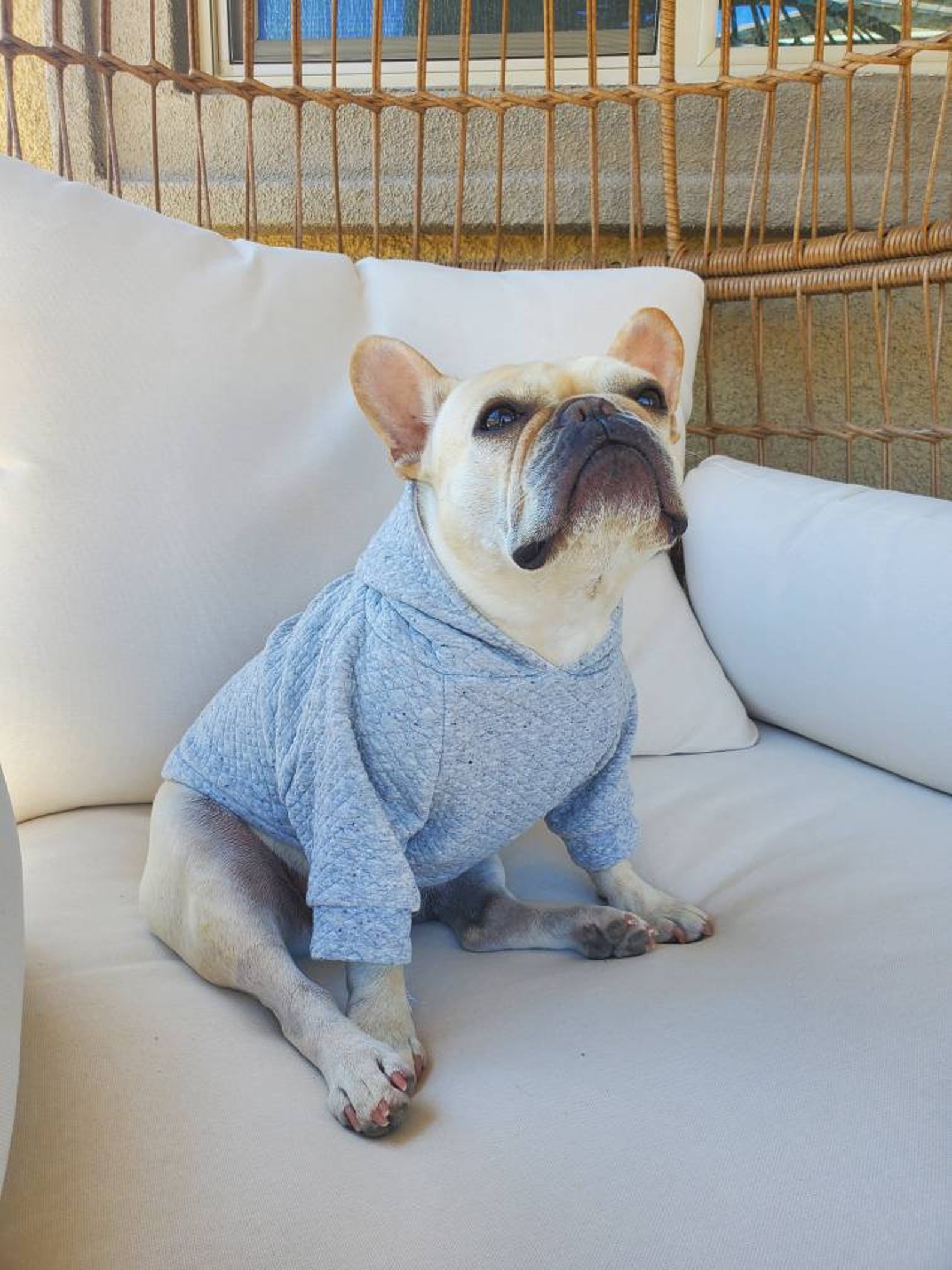 Bulldog francés ropa de bulldog francés sudadera con capucha | Etsy