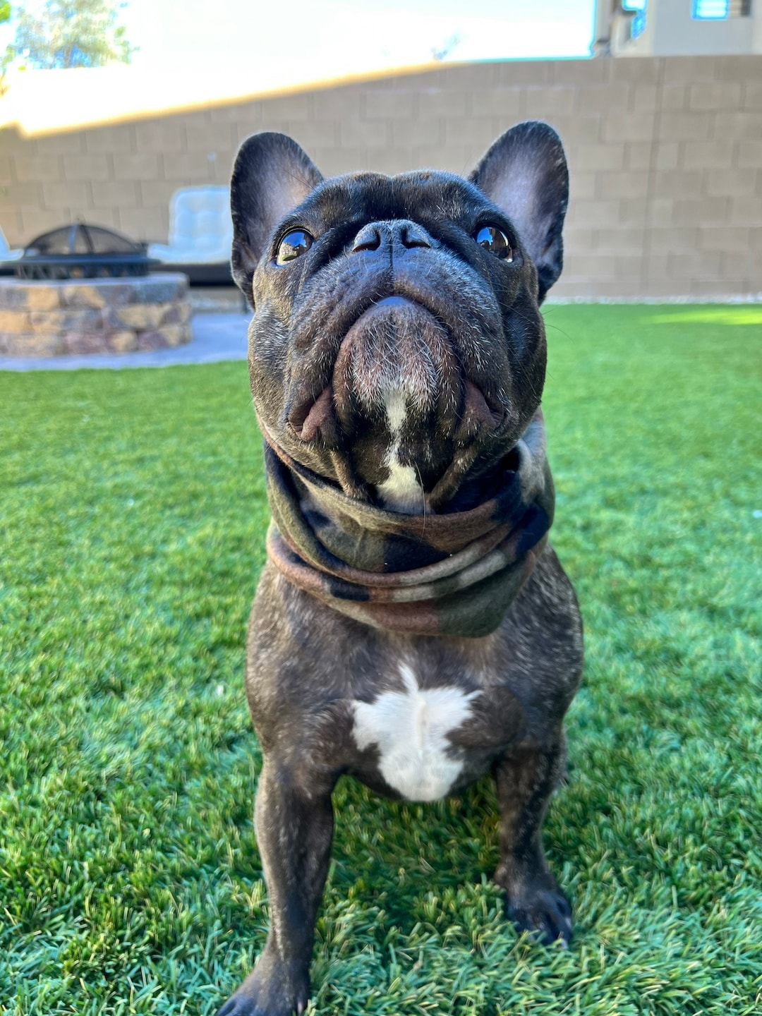 French Bulldog, Frenchie, Neck Gaiter, Neck Warmer, Dog Scarf, Pet ...