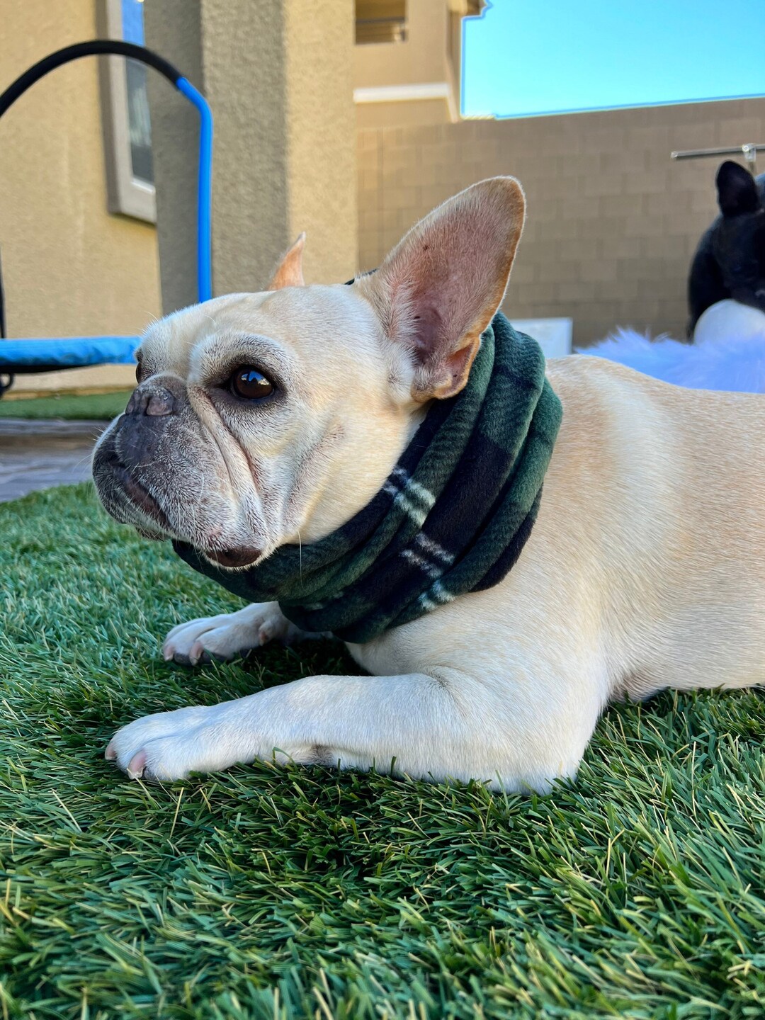 French Bulldog, Frenchie, Neck Gaiter, Neck Warmer, Dog Scarf, Pet ...