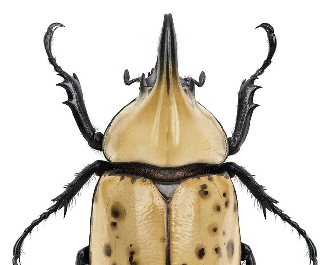 Hercules Beetle Print Scientific Illustration - Etsy