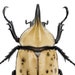 Hercules Beetle Print, Scientific Illustration - Etsy