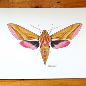 Elephant Hawkmoth, Scientific Illustration Style - Etsy