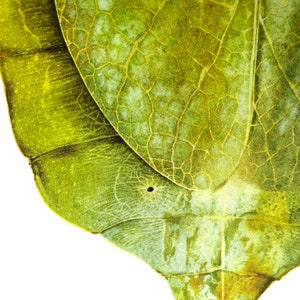 Leaf Insect Print, Scientific Illustration - Etsy