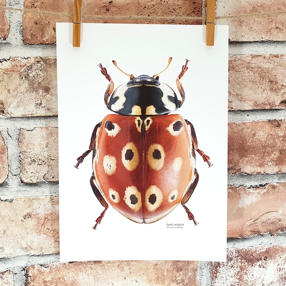 Ladybird print scientific illustration | Etsy