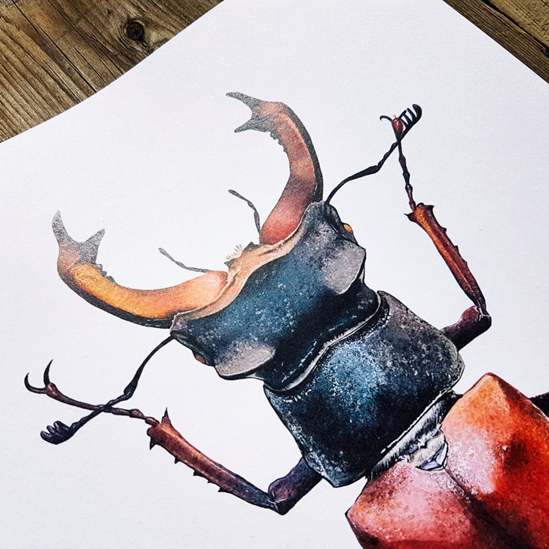 Stag Beetle Print, Stag Beetle Illustration - Etsy