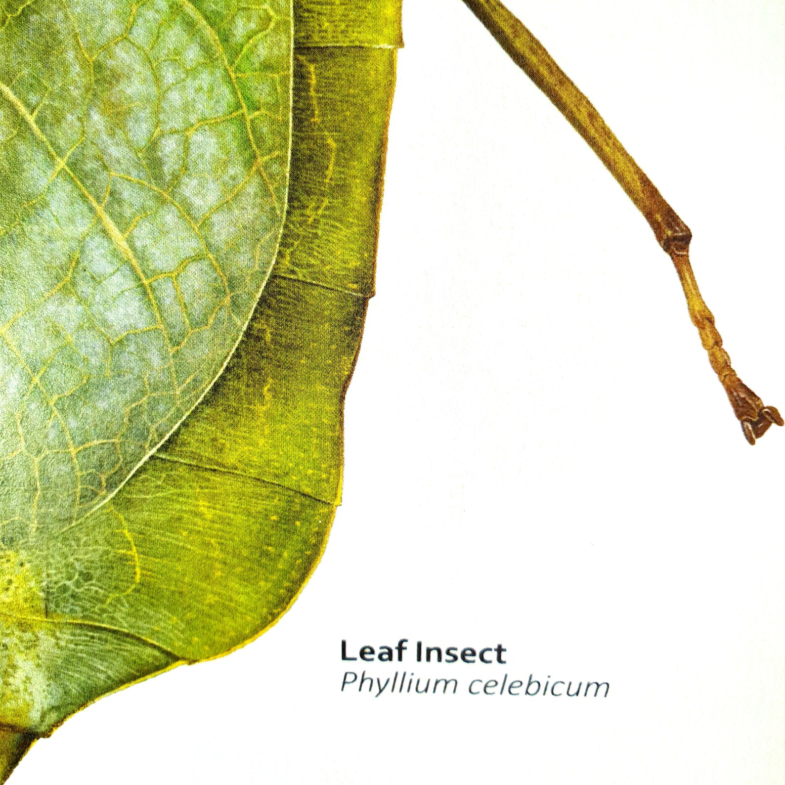 Leaf Insect print scientific illustration | Etsy