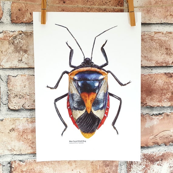Red Man Faced Shield Bug Print Scientific Illustration Etsy Uk