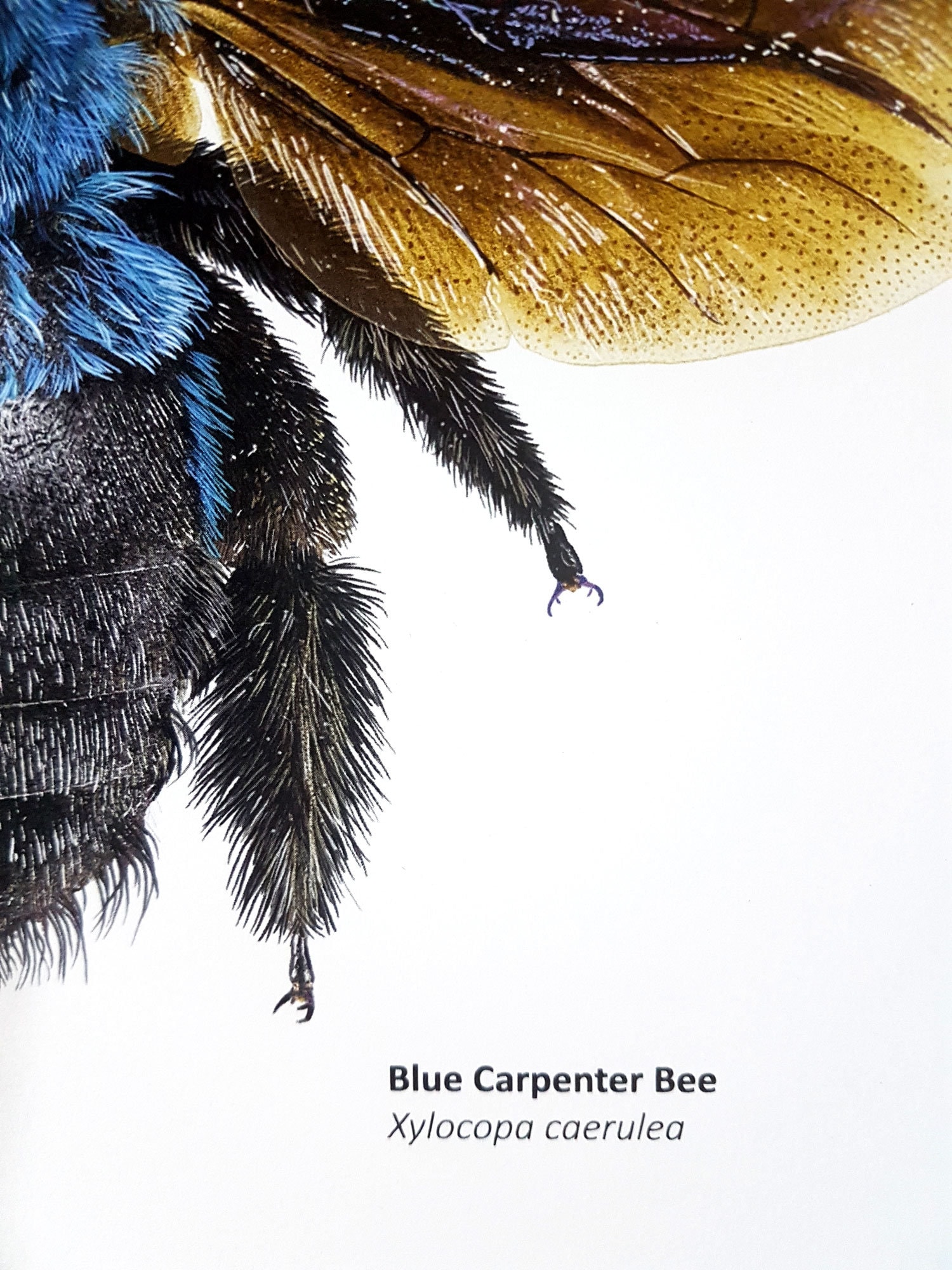 Blue Carpenter Bee Illustration, Scientific Illustration Style - Etsy