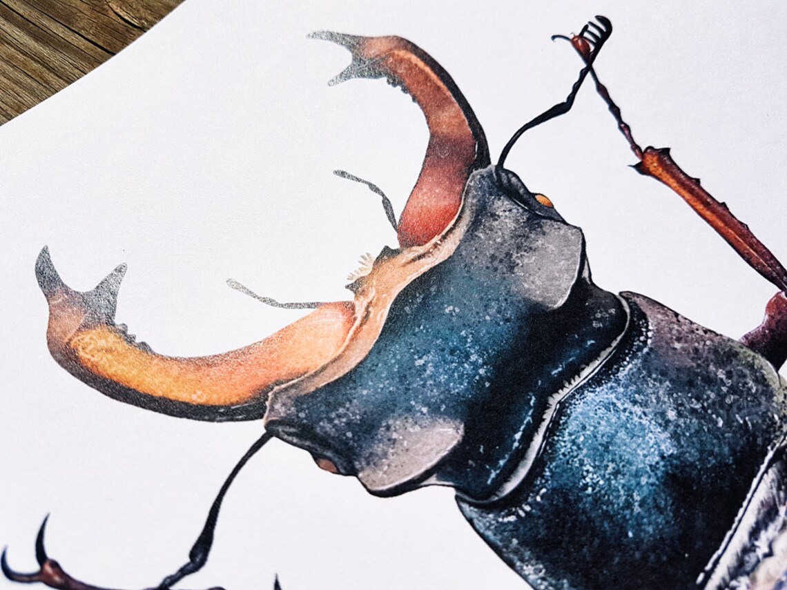 Stag Beetle Print Stag Beetle Illustration - Etsy