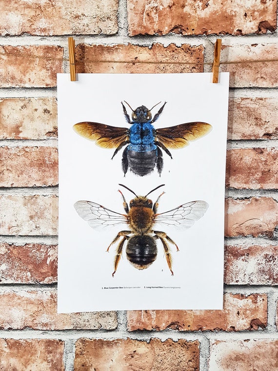 Bee Scientific Illustration