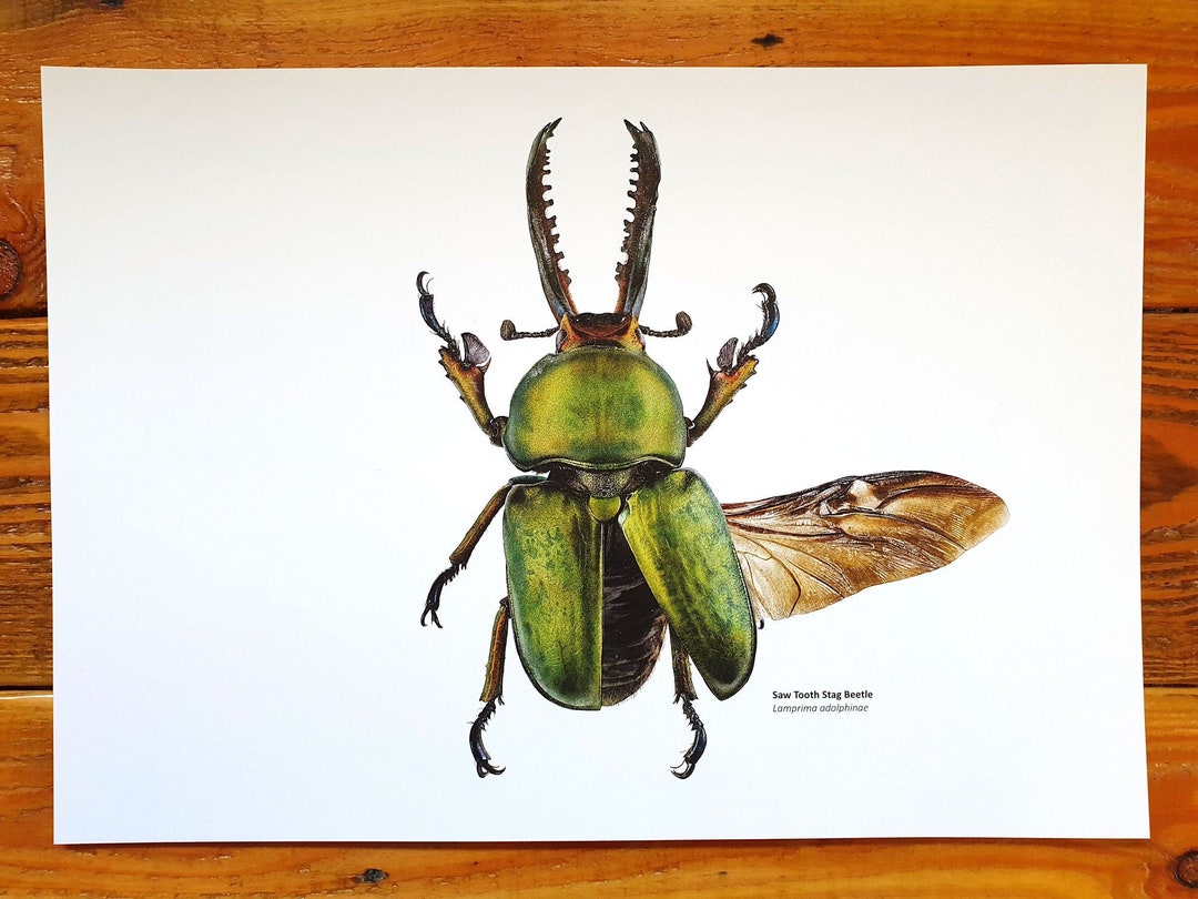 Saw Tooth Stag Beetle Illustration, Scientific Illustration Style - Etsy