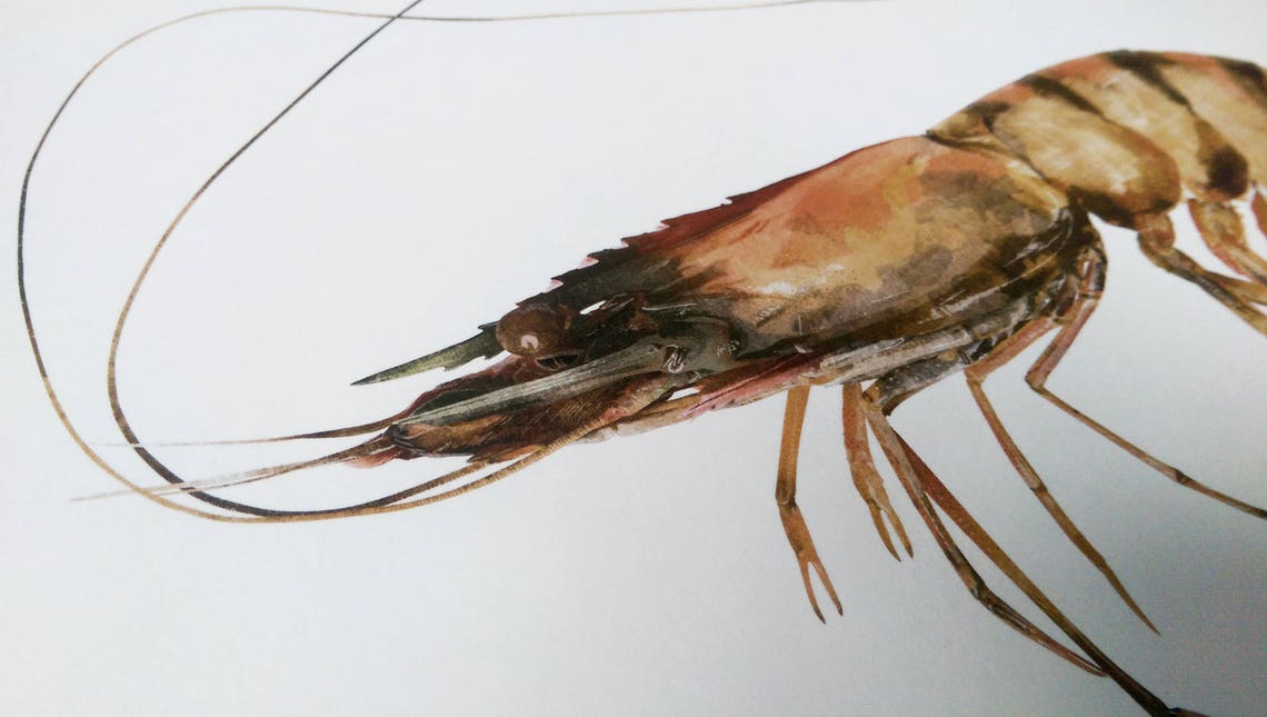 Prawn Print Prawn Illustration Coastal Print Various Sizes - Etsy