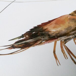 Prawn Print, Prawn Illustration, Coastal Print, Various Sizes - Etsy