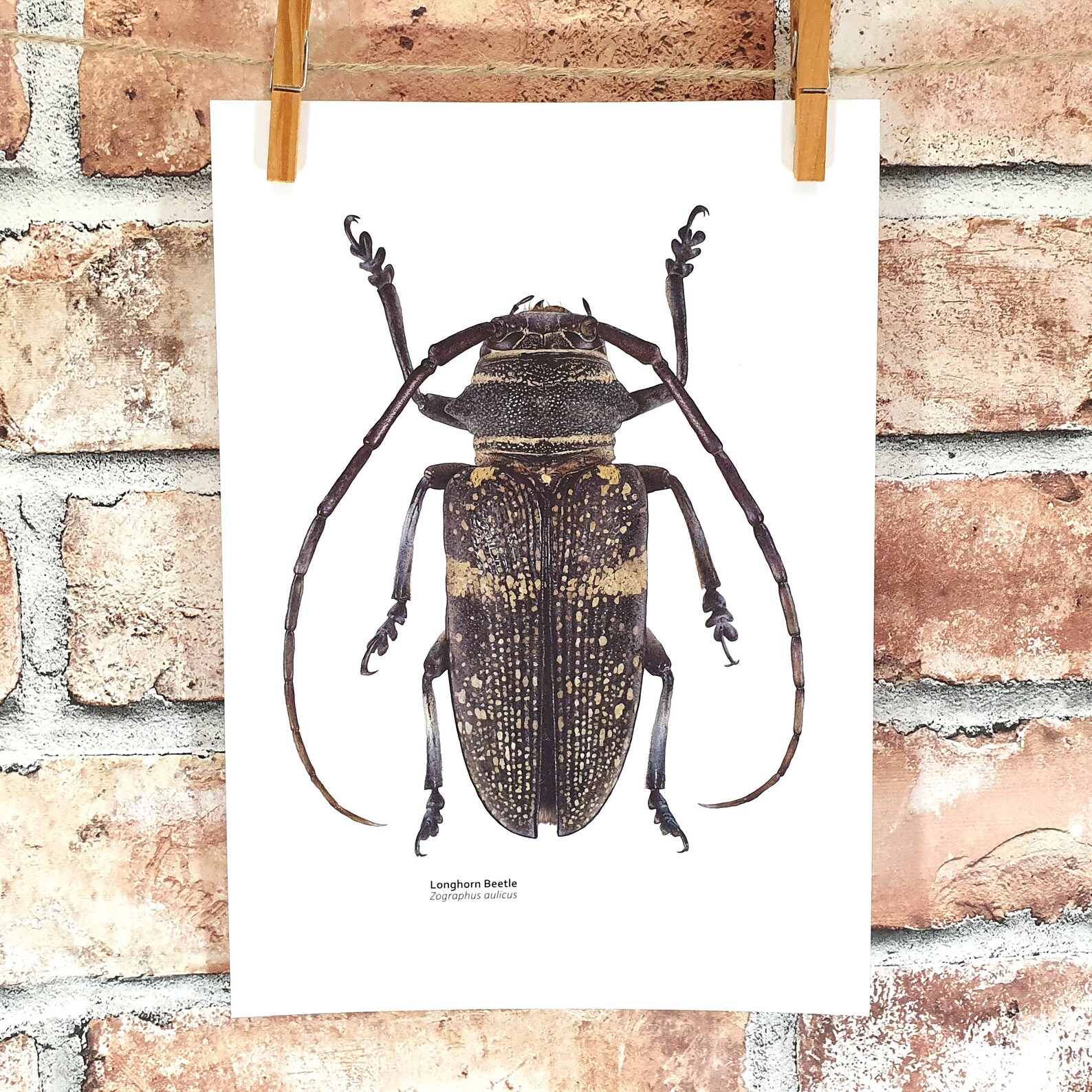 Longhorn Beetle Print Scientific Illustration - Etsy