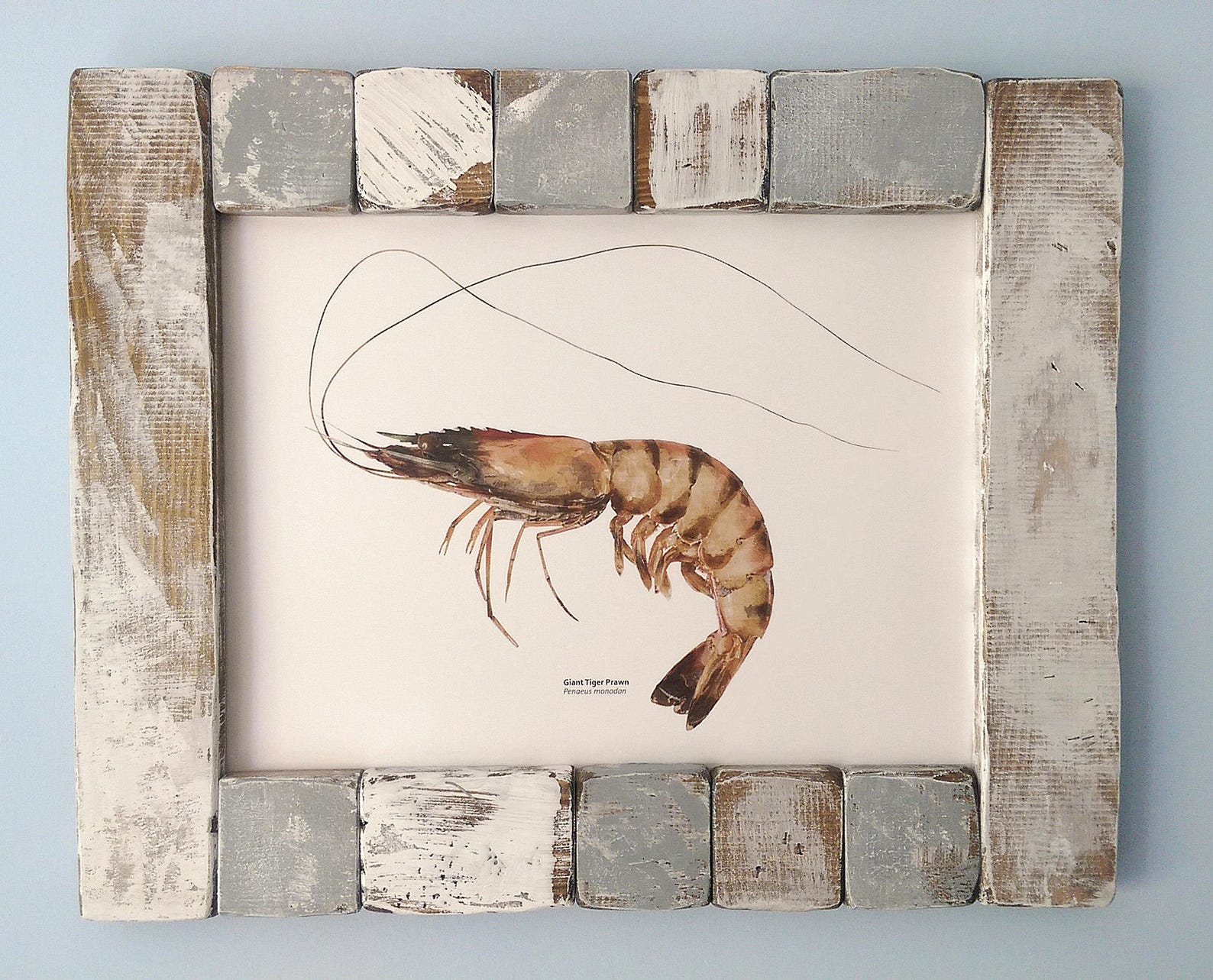 Prawn Print Prawn Illustration Coastal Print Various Sizes - Etsy