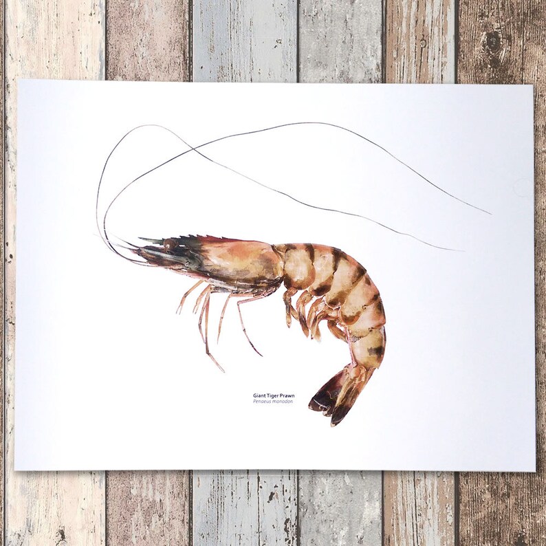 Prawn Print Prawn Illustration Coastal Print Various Sizes - Etsy