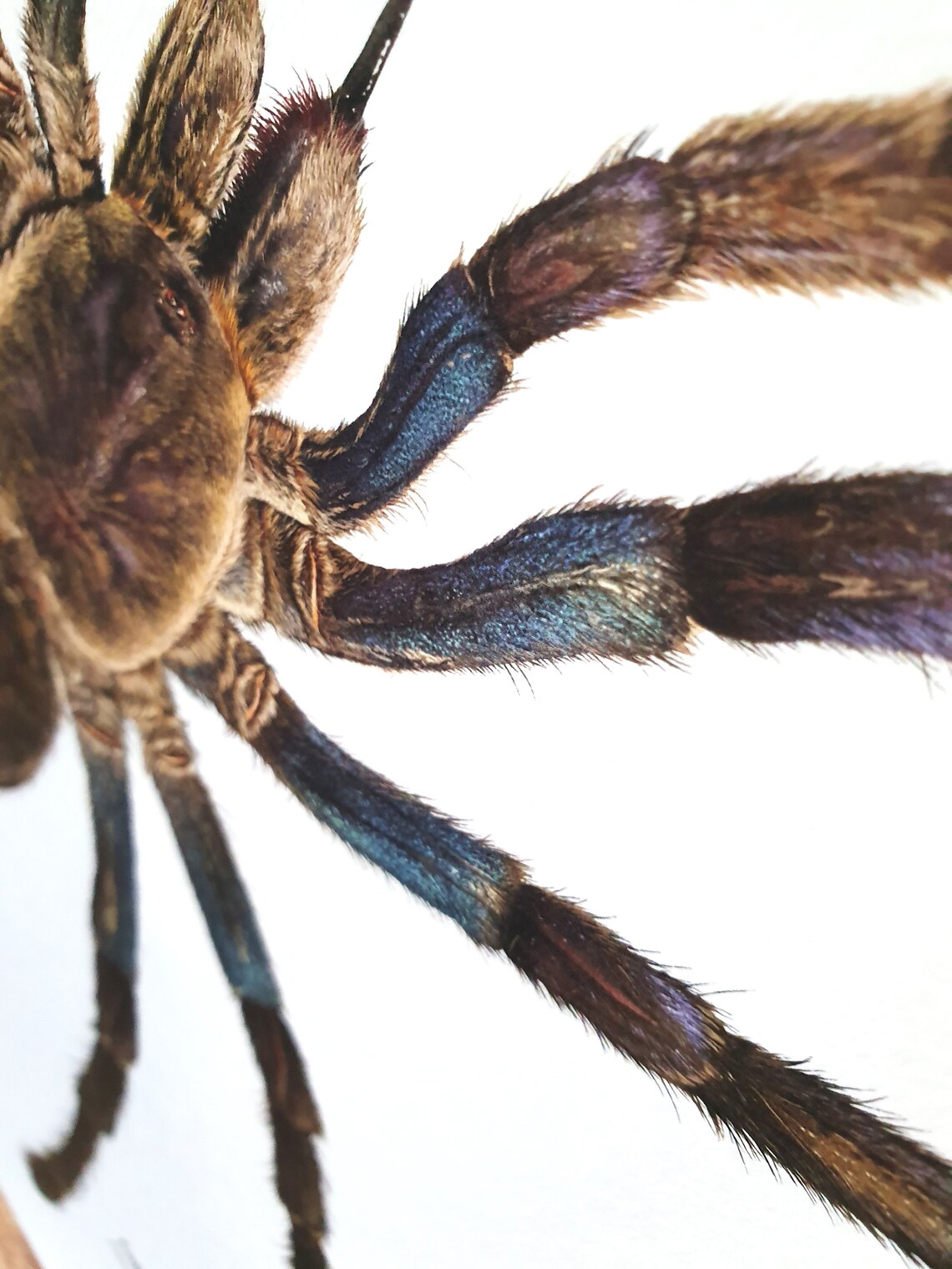 Cobalt Blue Tarantula Illustration, Scientific Illustration Style - Etsy