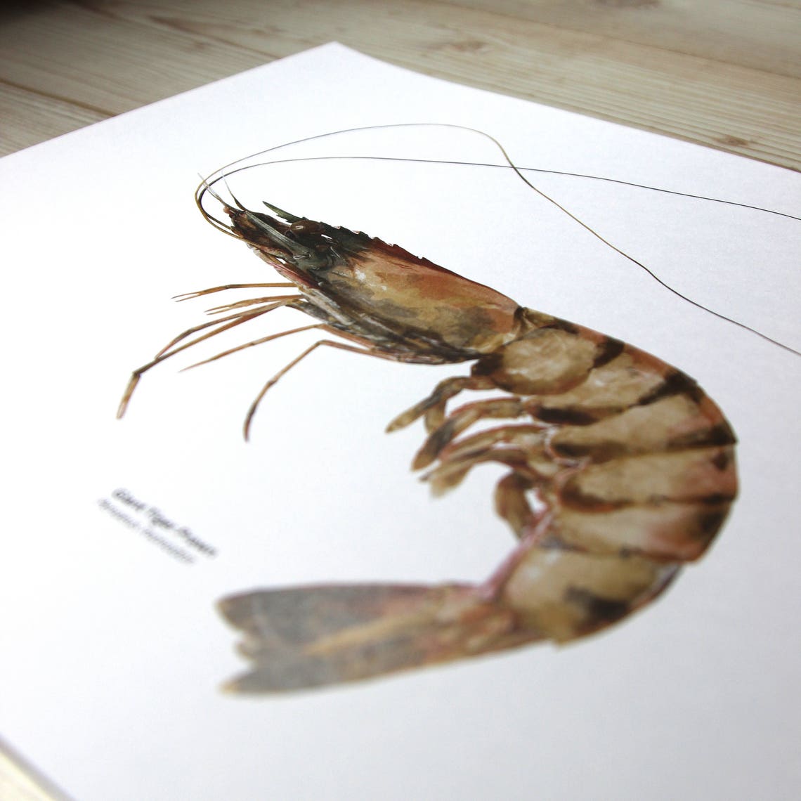 Prawn Print Prawn Illustration Coastal Print Various Sizes - Etsy