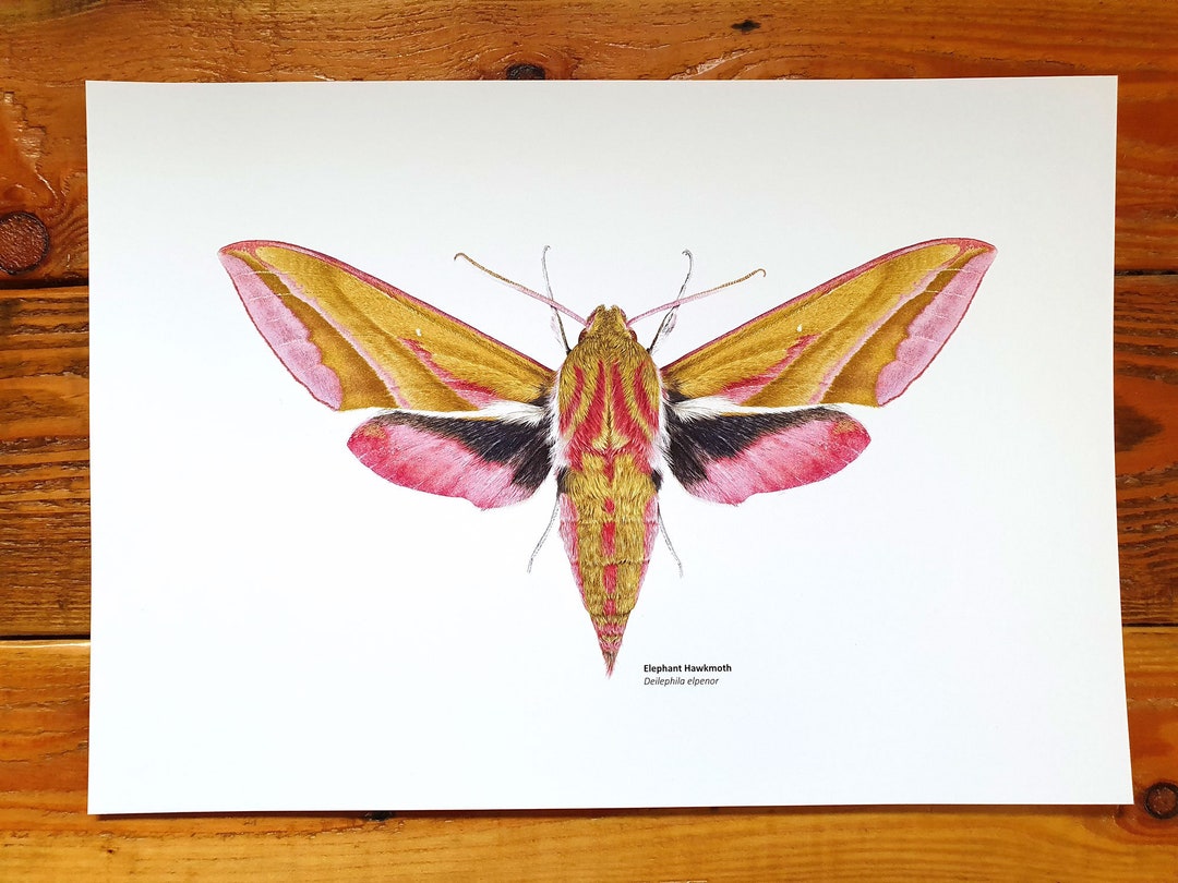 Elephant Hawkmoth, Scientific Illustration Style - Etsy
