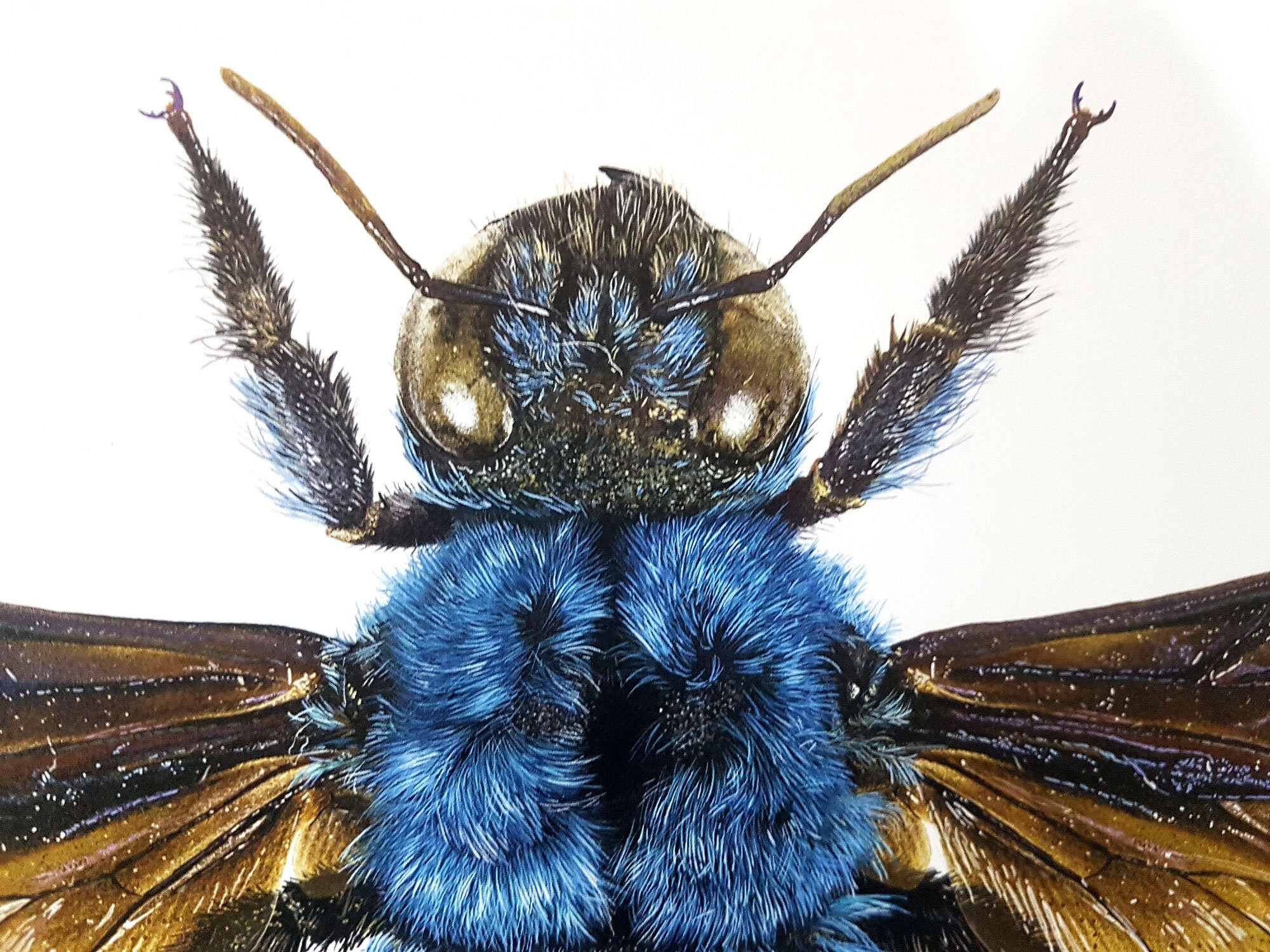 Blue Carpenter Bee Illustration Scientific Illustration Style | Etsy