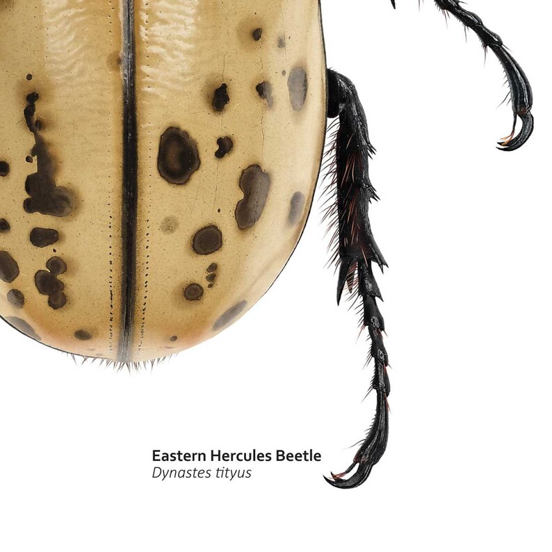 Hercules Beetle Print Scientific Illustration | Etsy