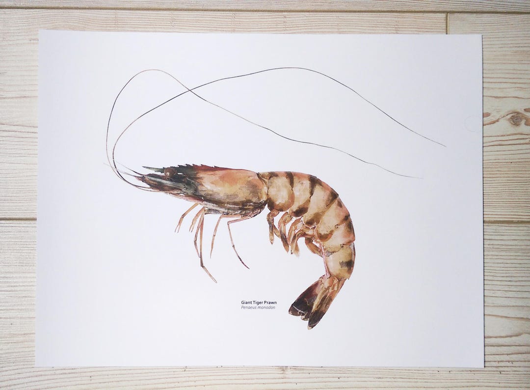 Prawn Print, Prawn Illustration, Coastal Print, Various Sizes - Etsy
