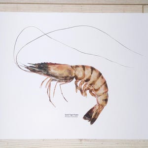 Prawn Print, Prawn Illustration, Coastal Print, Various Sizes - Etsy
