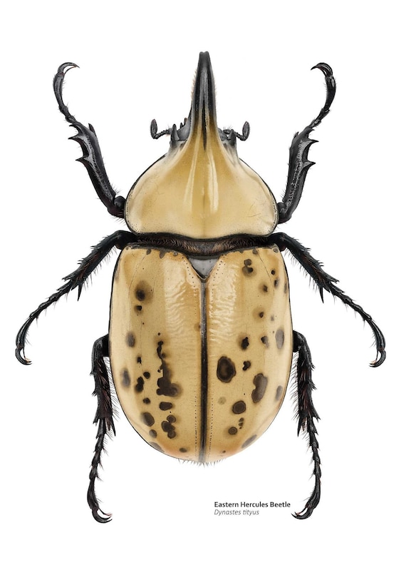 Hercules Beetle Print Scientific Illustration | Etsy