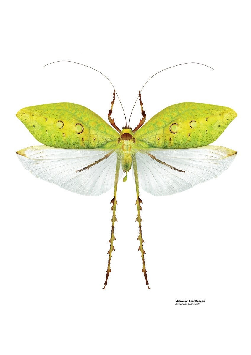 Katydid Drawing
