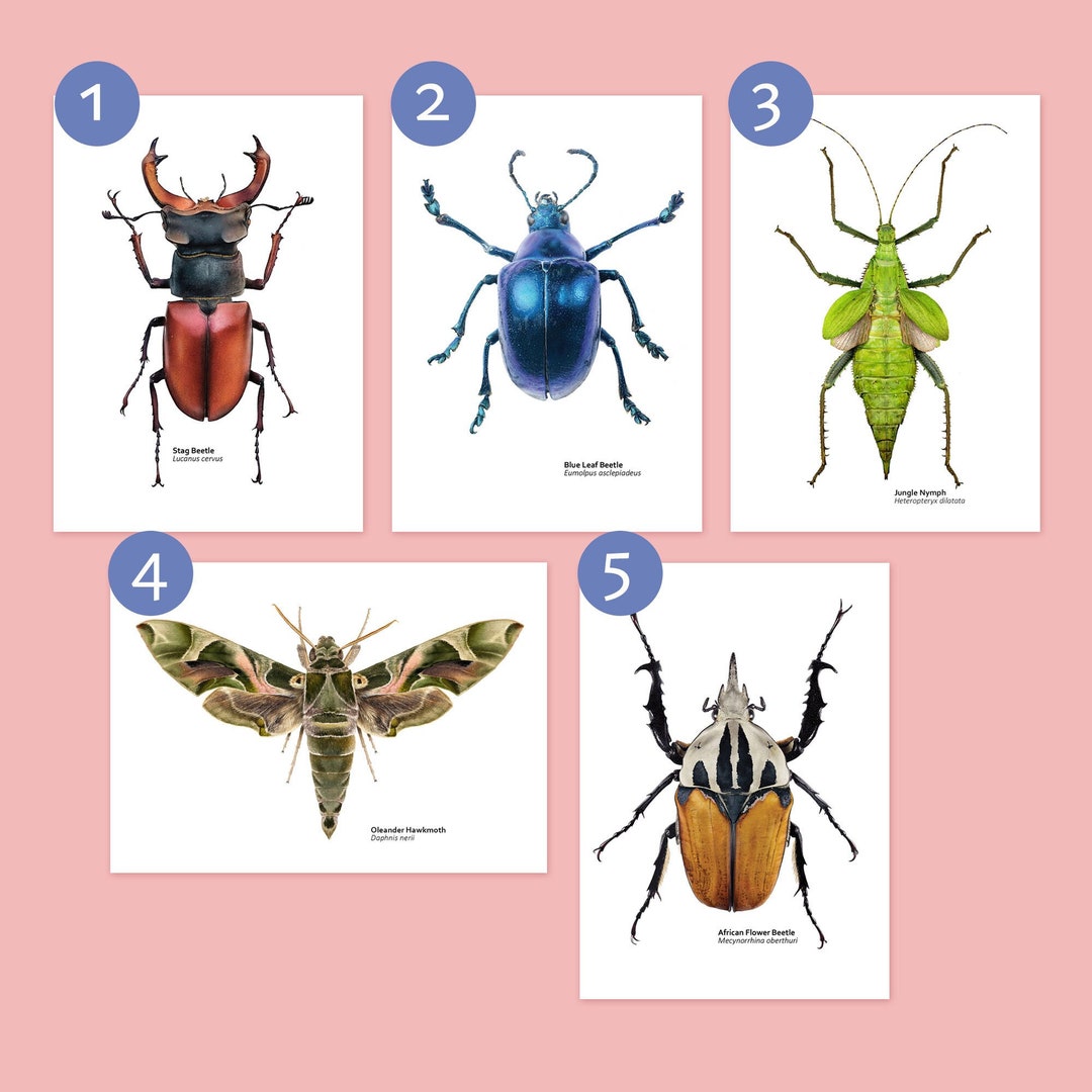 Pick Your Own - Insect Postcards - Etsy