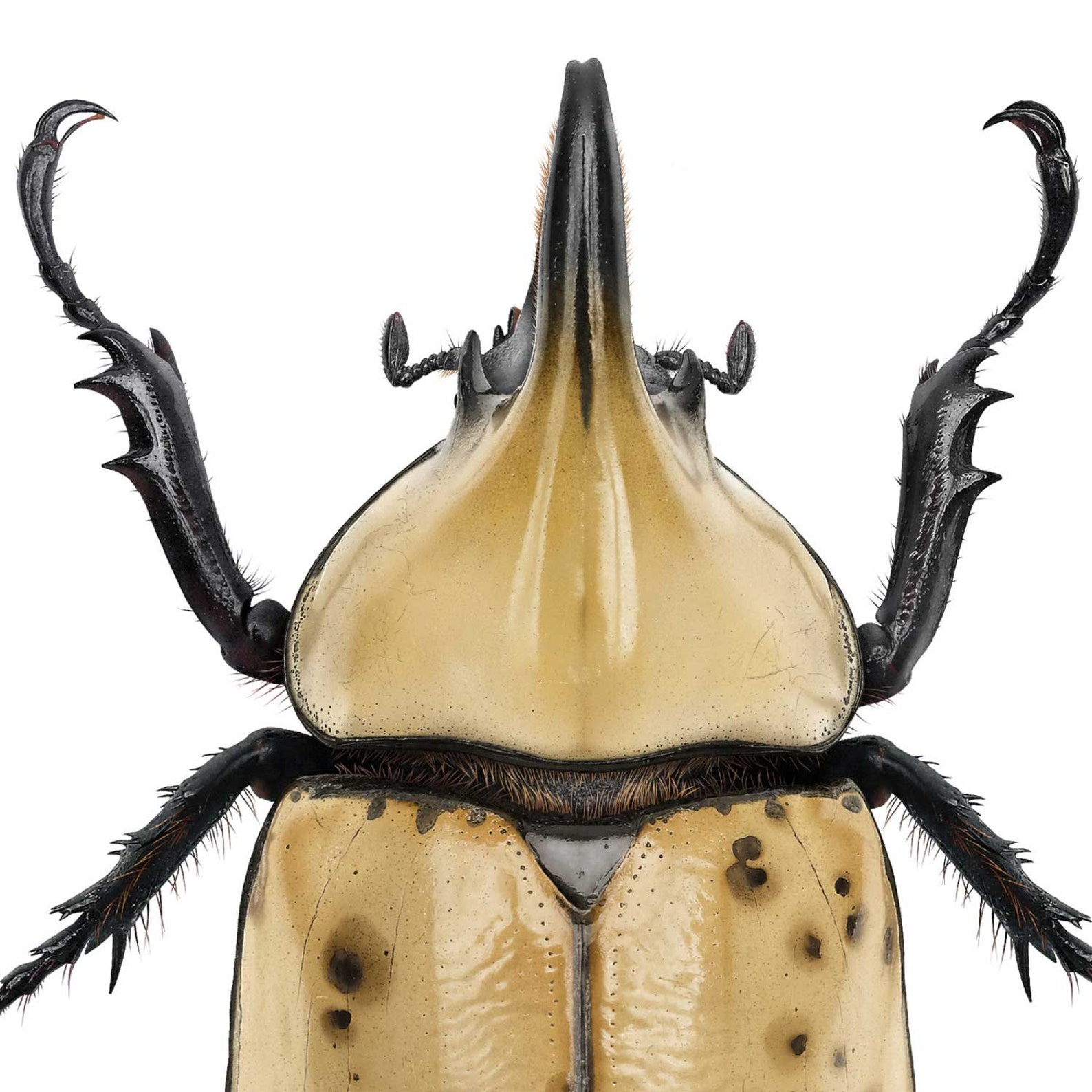 Hercules Beetle Print Scientific Illustration | Etsy