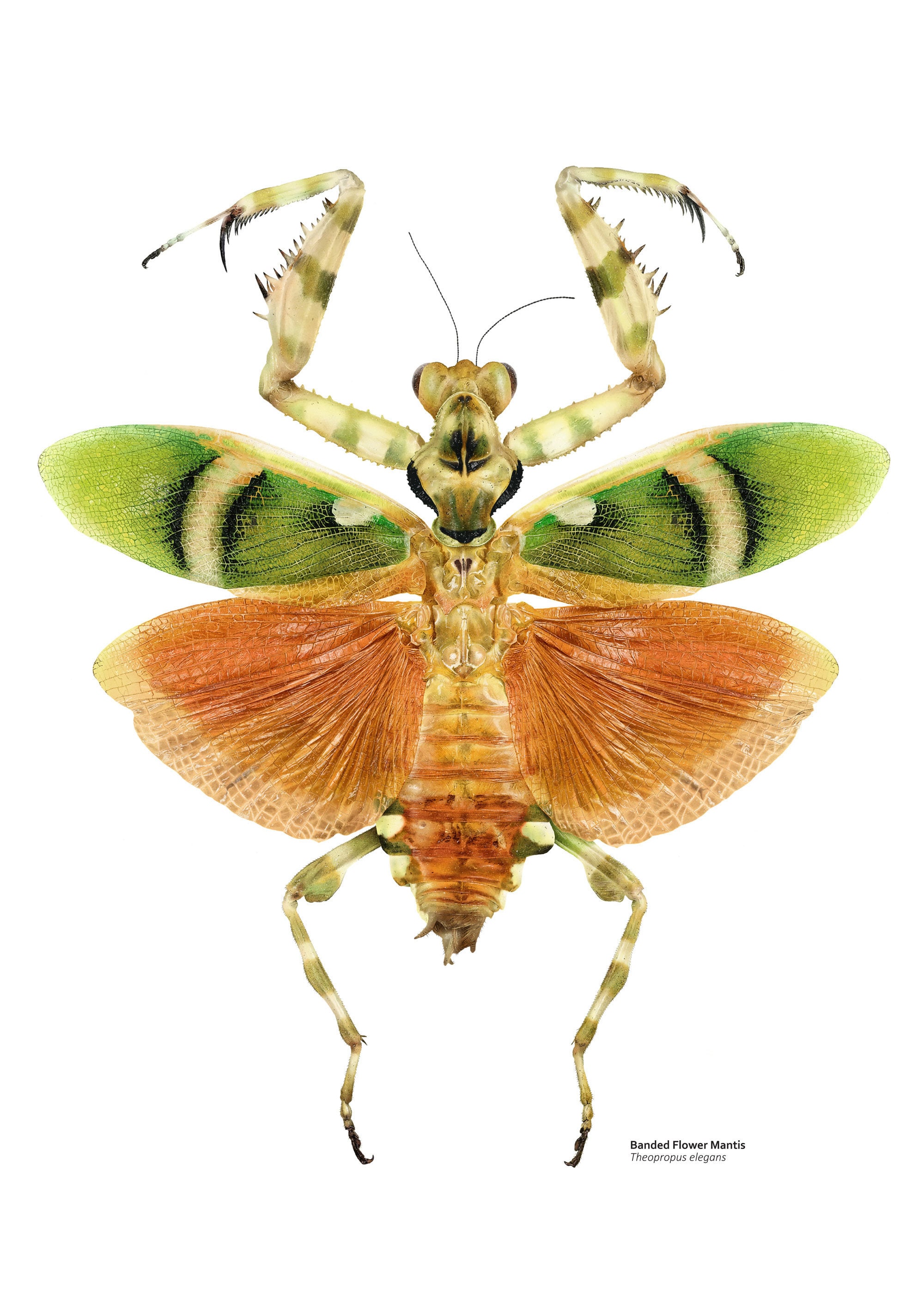 Banded Flower Mantis Print Scientific Illustration - Etsy UK