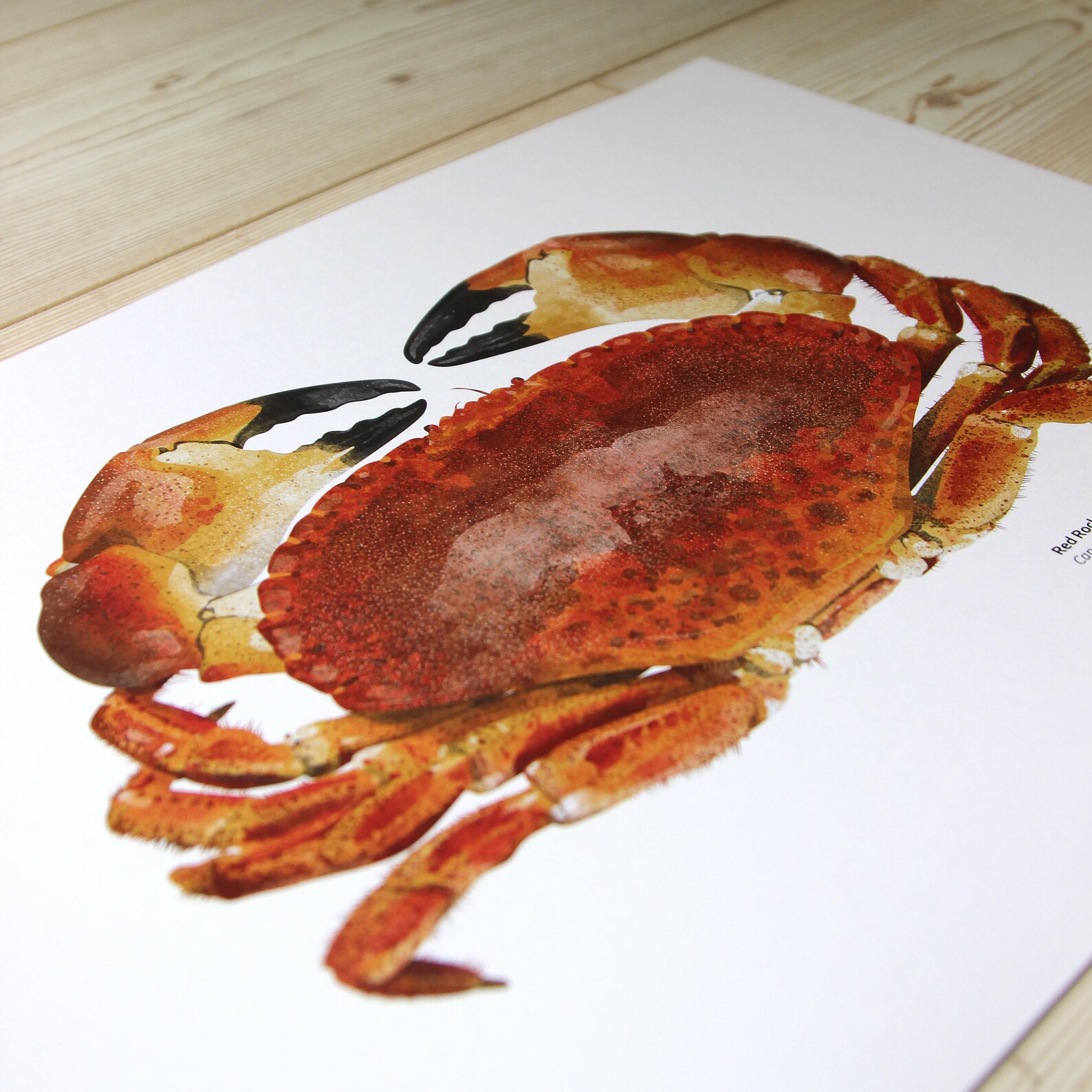 Red Rock Crab Print Crab Illustration Coastal Print Various - Etsy UK