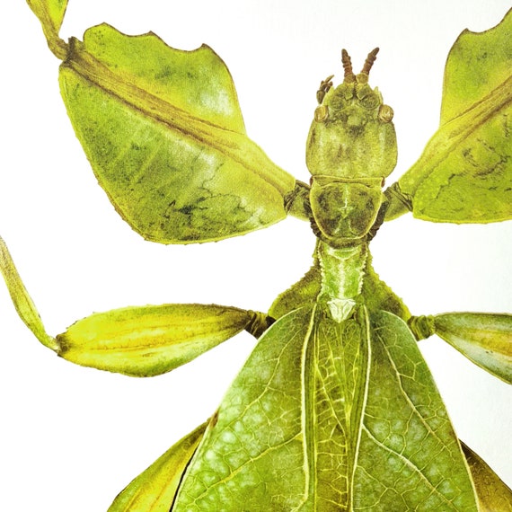 Art & Collectibles Watercolor Leaf Insect print green & yellow etna.com.pe