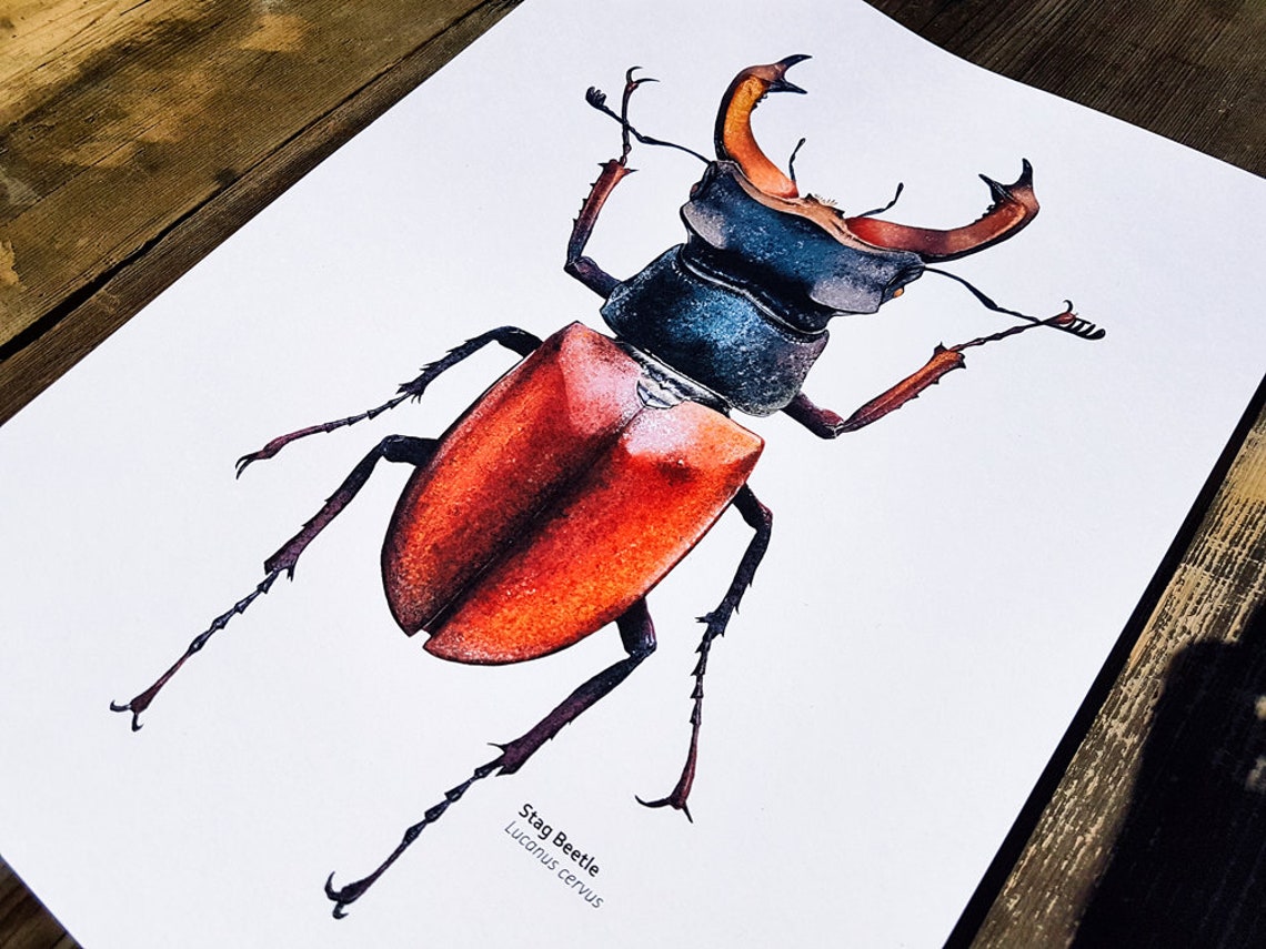 Stag Beetle Print Stag Beetle Illustration - Etsy