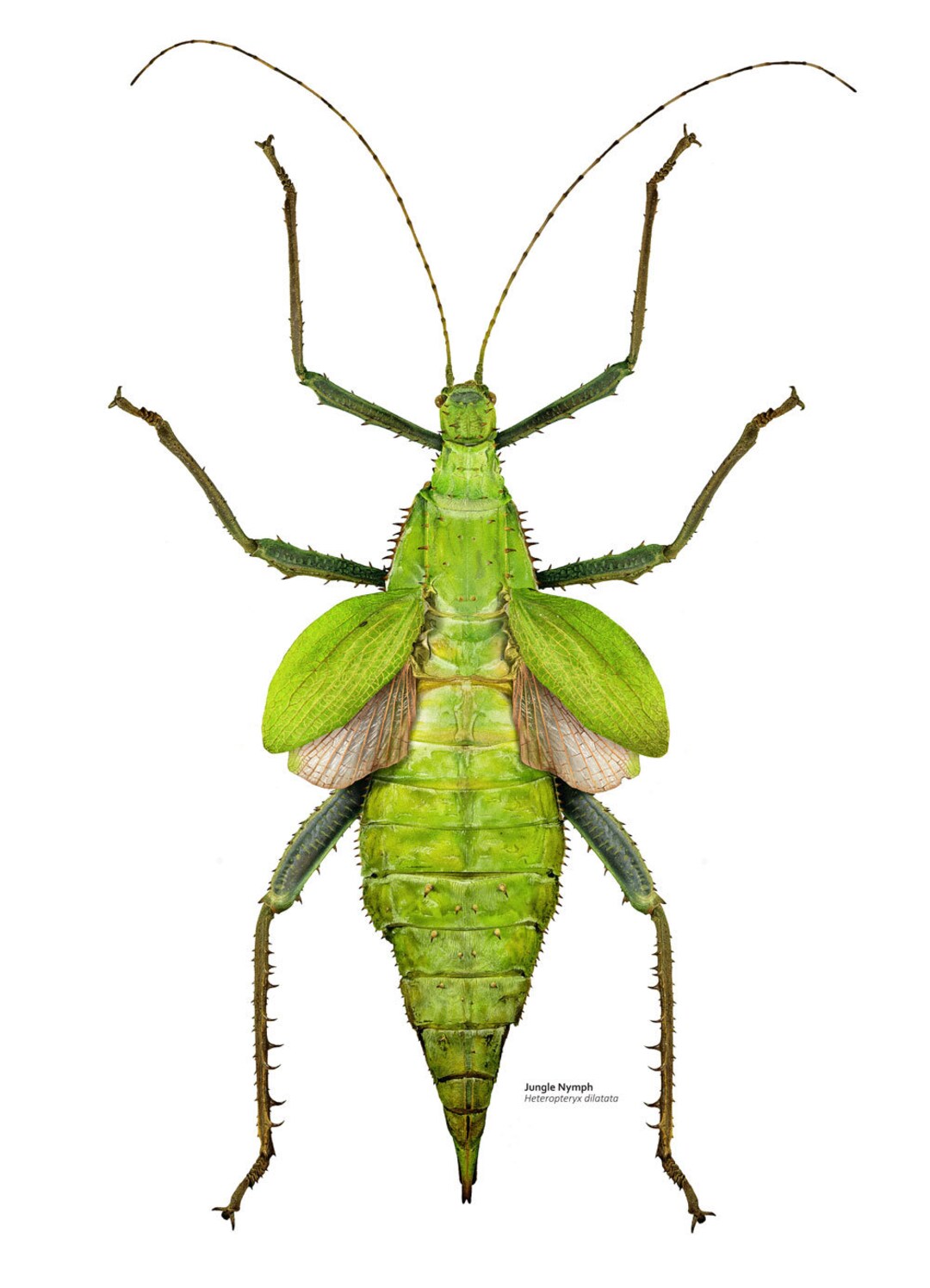 Jungle Nymph Print, Scientific Illustration - Etsy