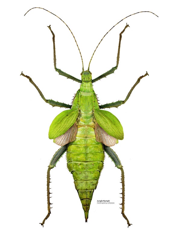 Jungle Nymph Print Scientific Illustration | Etsy