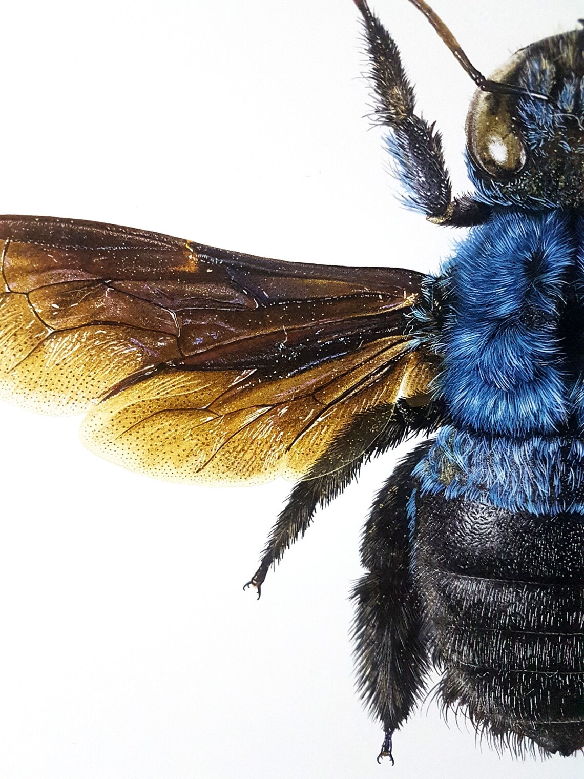 Blue Carpenter Bee Illustration Scientific Illustration Style - Etsy UK