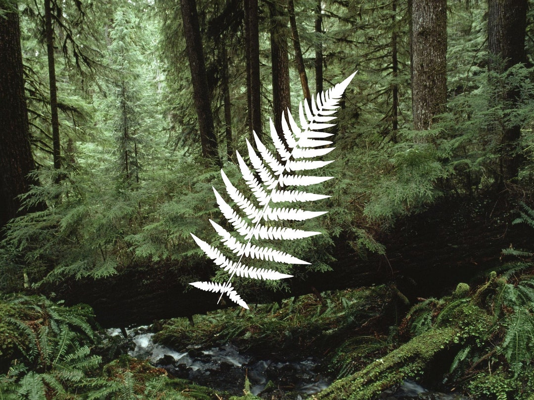 Fern Leaf Decal, Fern Stickers, Fern Leaves Laptop Decal, Plants Window ...