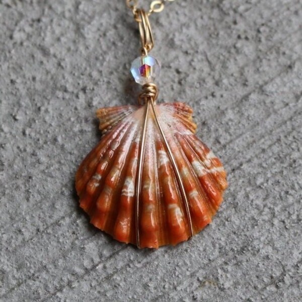 Sunrise Shell - Etsy