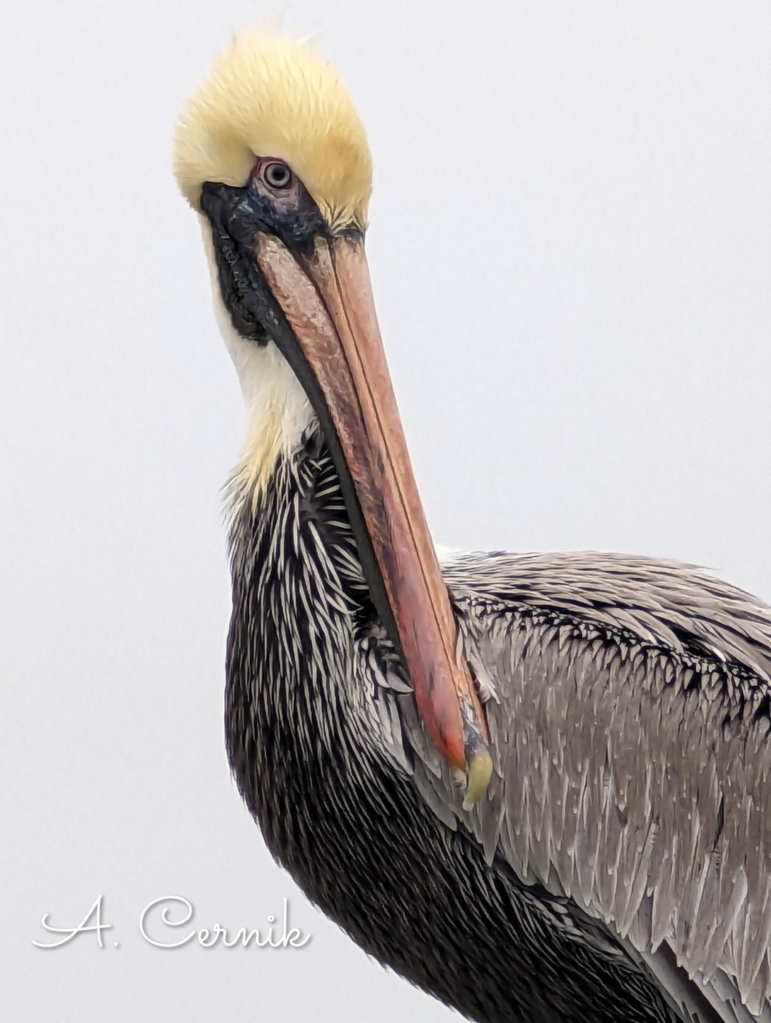 Photogenetic Pelican - Etsy