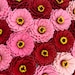 Mini Zinnia Template Paper Flower Small/medium/large PNG SVG DXF ...