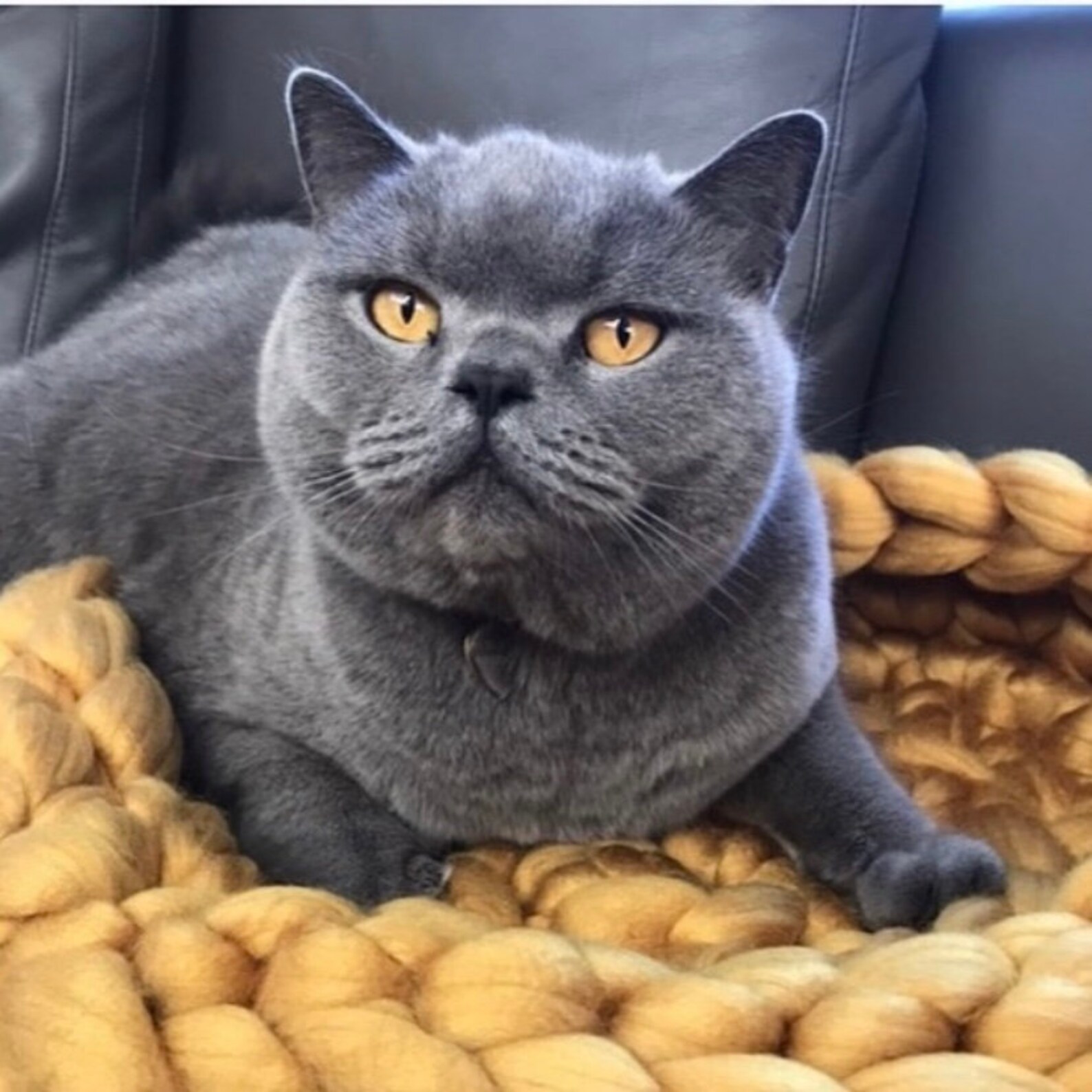 Handmade Cat Basket kitty Cocoon Super Chunky - Etsy