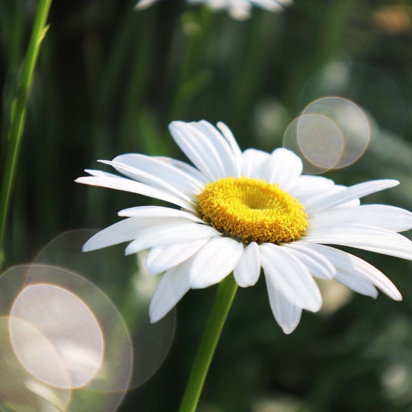 Daisy Photography - Etsy