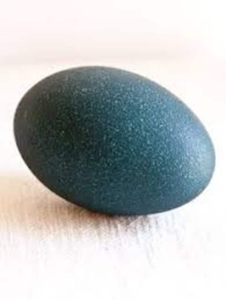 Beautiful Green Emu Eggs Blown Out and Cleaned - Etsy