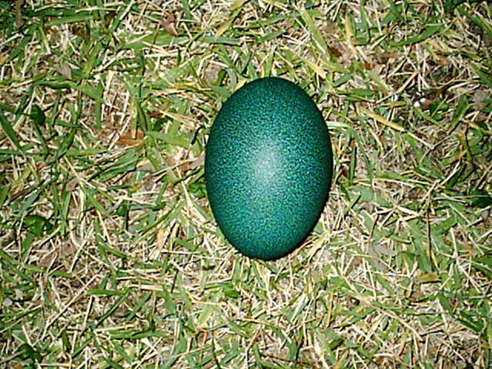 Beautiful Green Emu Eggs Blown Out and Cleaned - Etsy